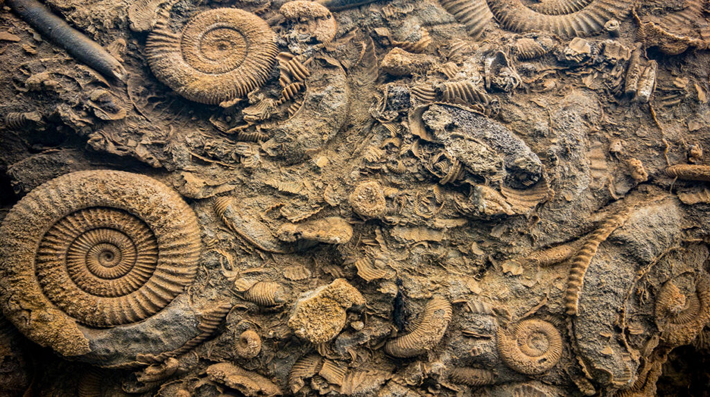 Close up of a prehistoric bottom of an ocean with various fossil – Studying